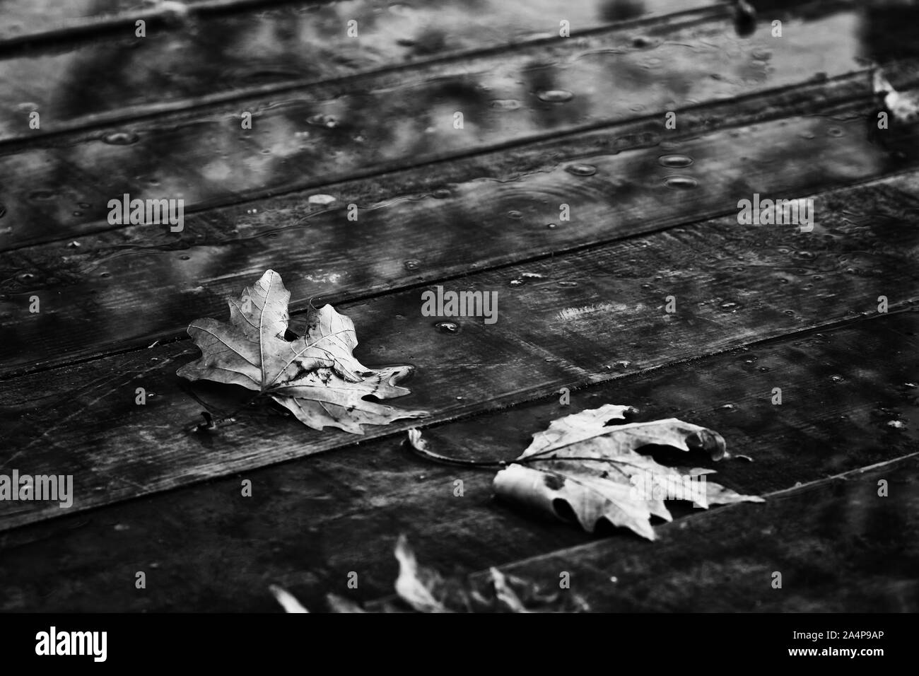 Autumn, black and white leaves on the trees in the sunshine. Change of ...