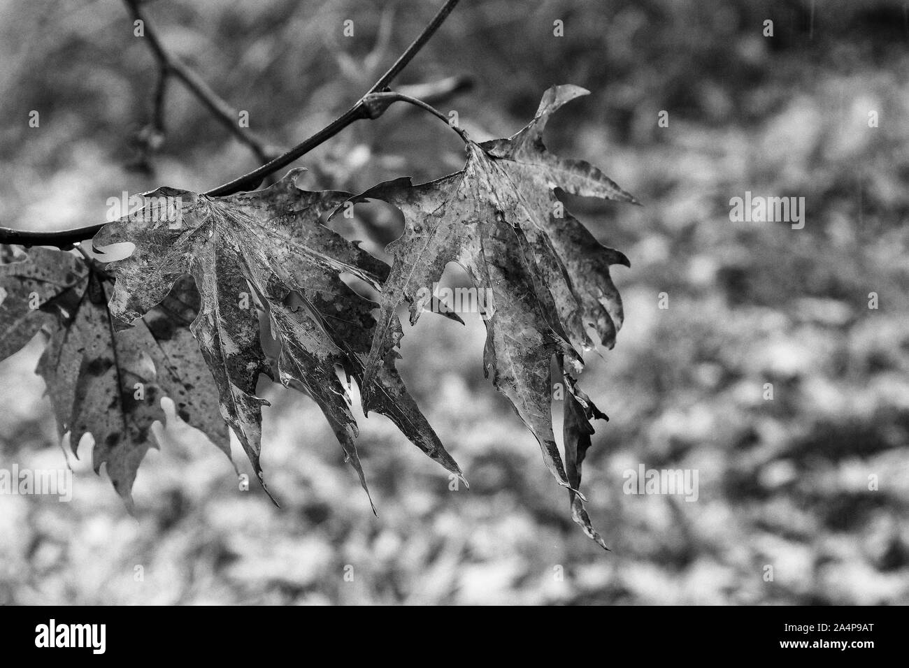 Autumn, black and white leaves on the trees in the sunshine. Change of ...