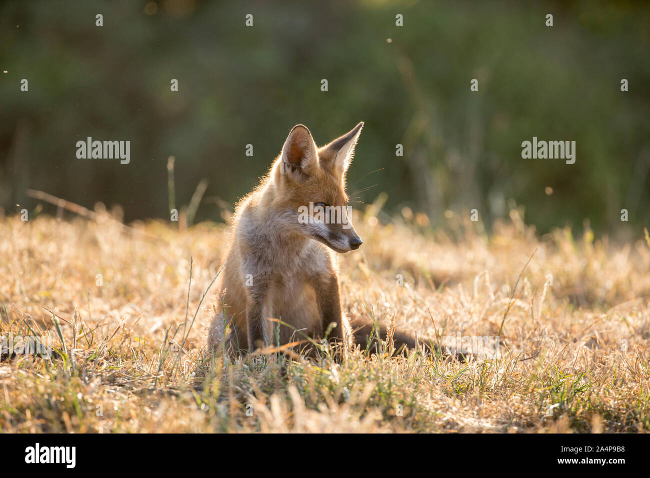 Fox cub sitting in hi-res stock photography and images - Alamy