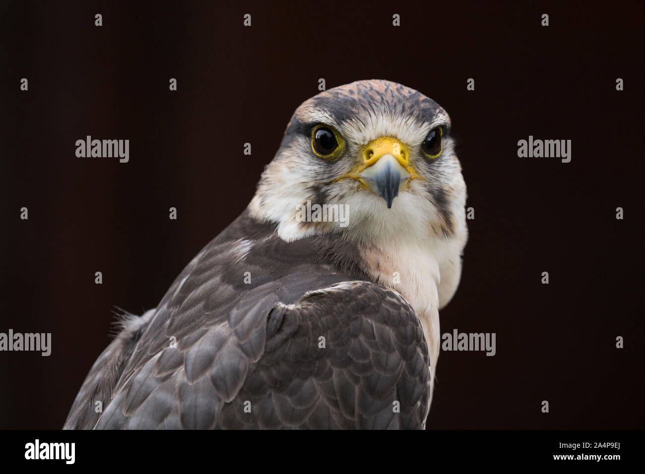 Lanner Falcon portrait Stock Photo - Alamy