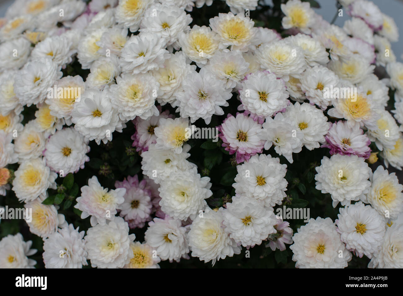Chrysanthemum Description Types Taxonomy Britannica
