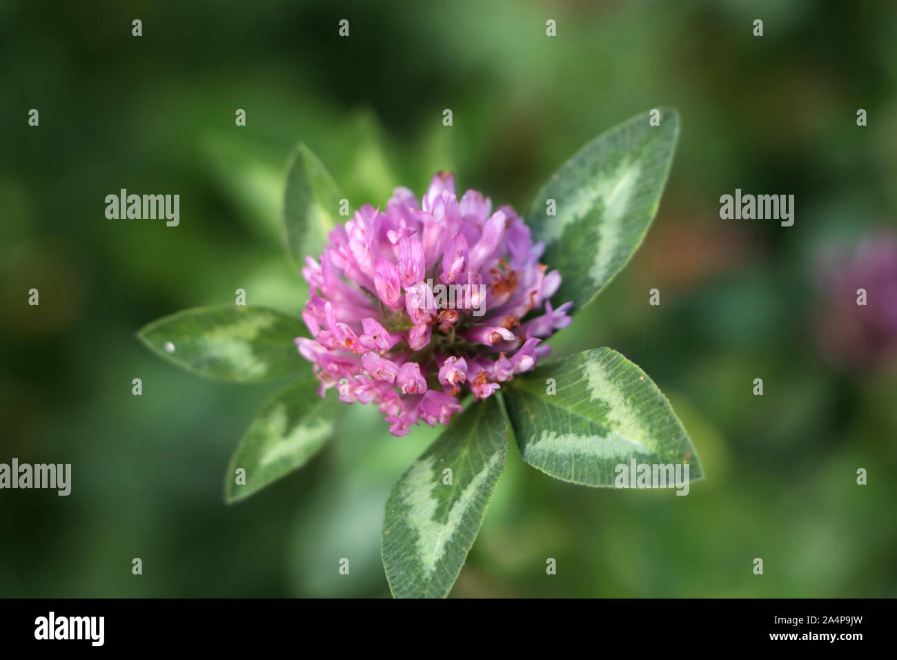 Red Clover flower (Trifolium pratense Stock Photo - Alamy
