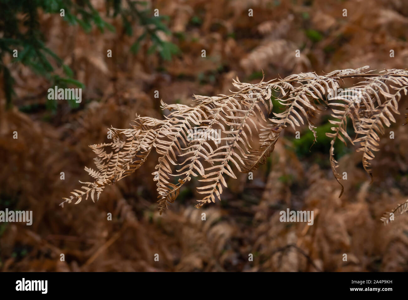 Dried bracken frond hi-res stock photography and images - Alamy