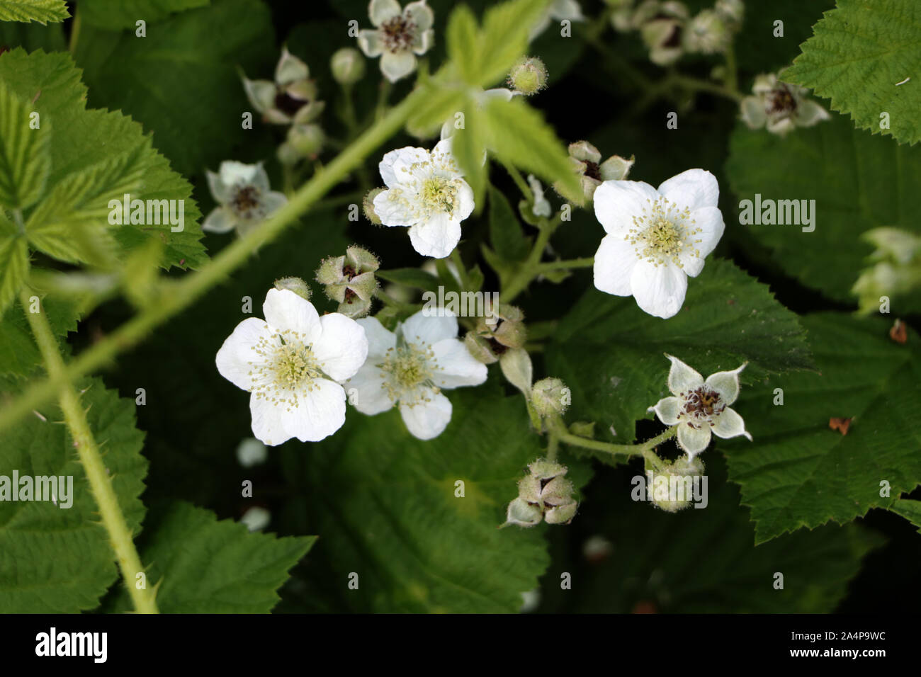 Blackberry (Rubus fruticosus) plant Stock Photo - Alamy