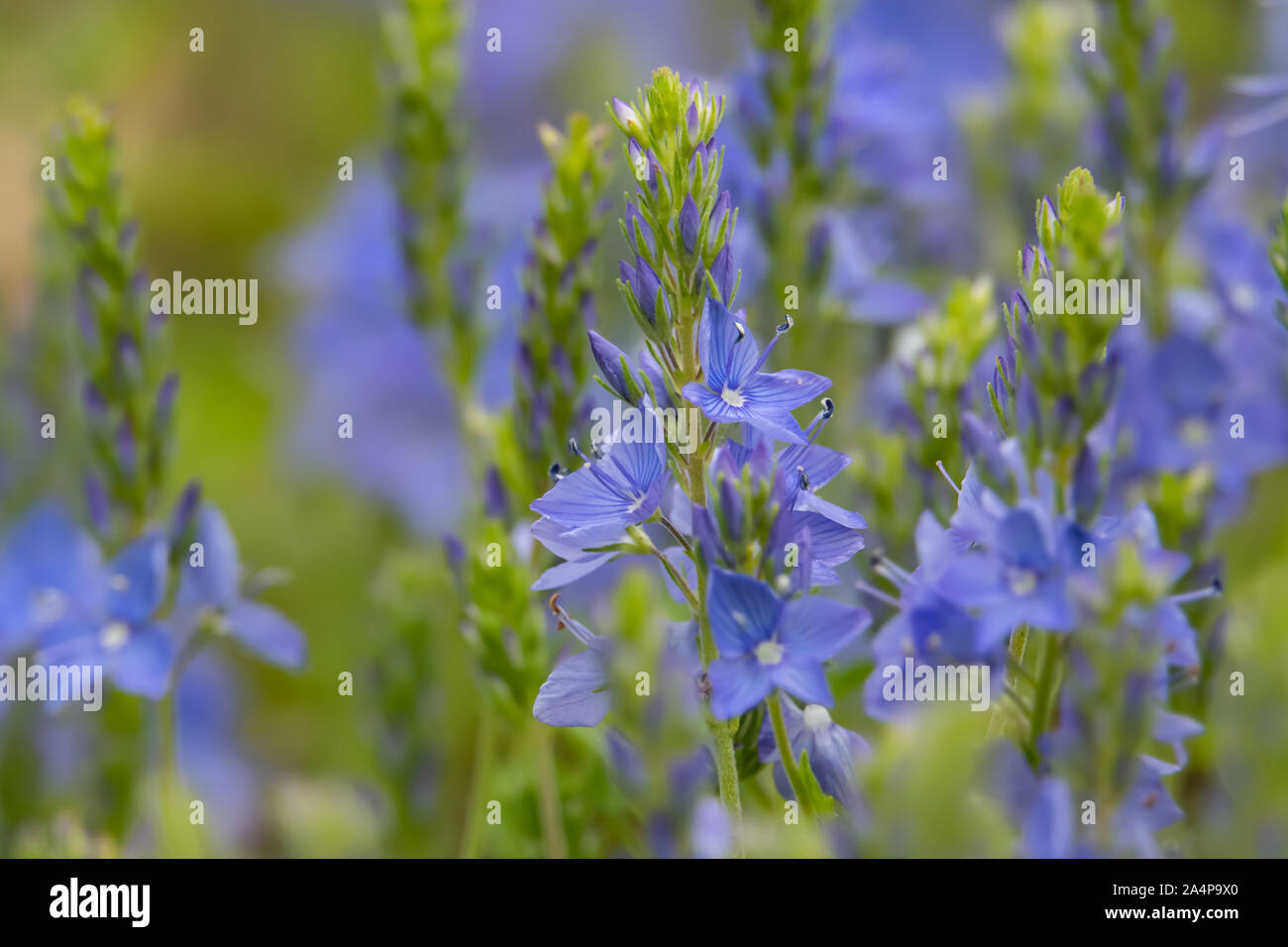 Veronica Broadleaf High Resolution Stock Photography and Images - Alamy