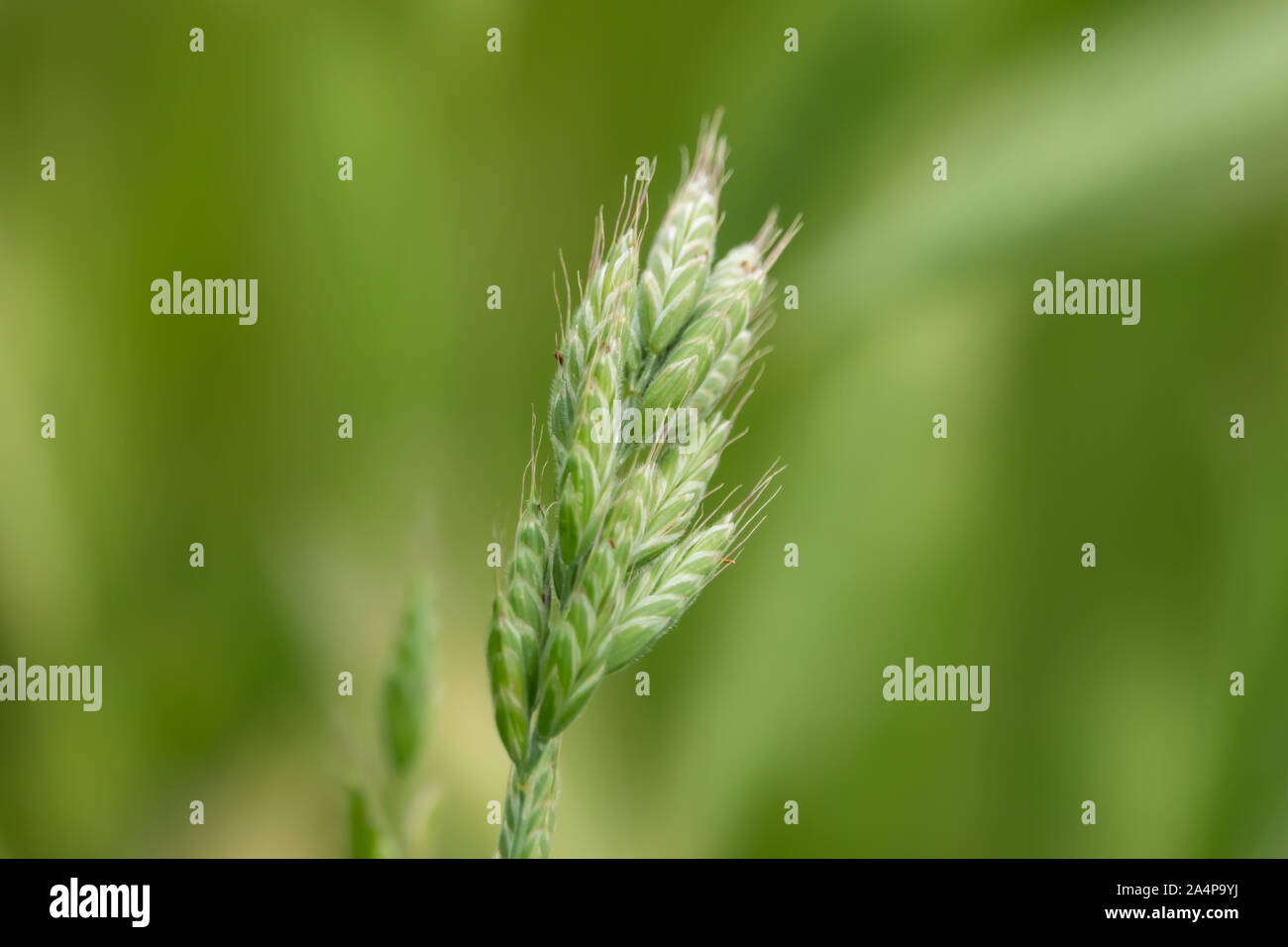 Meadow brome hi-res stock photography and images - Alamy