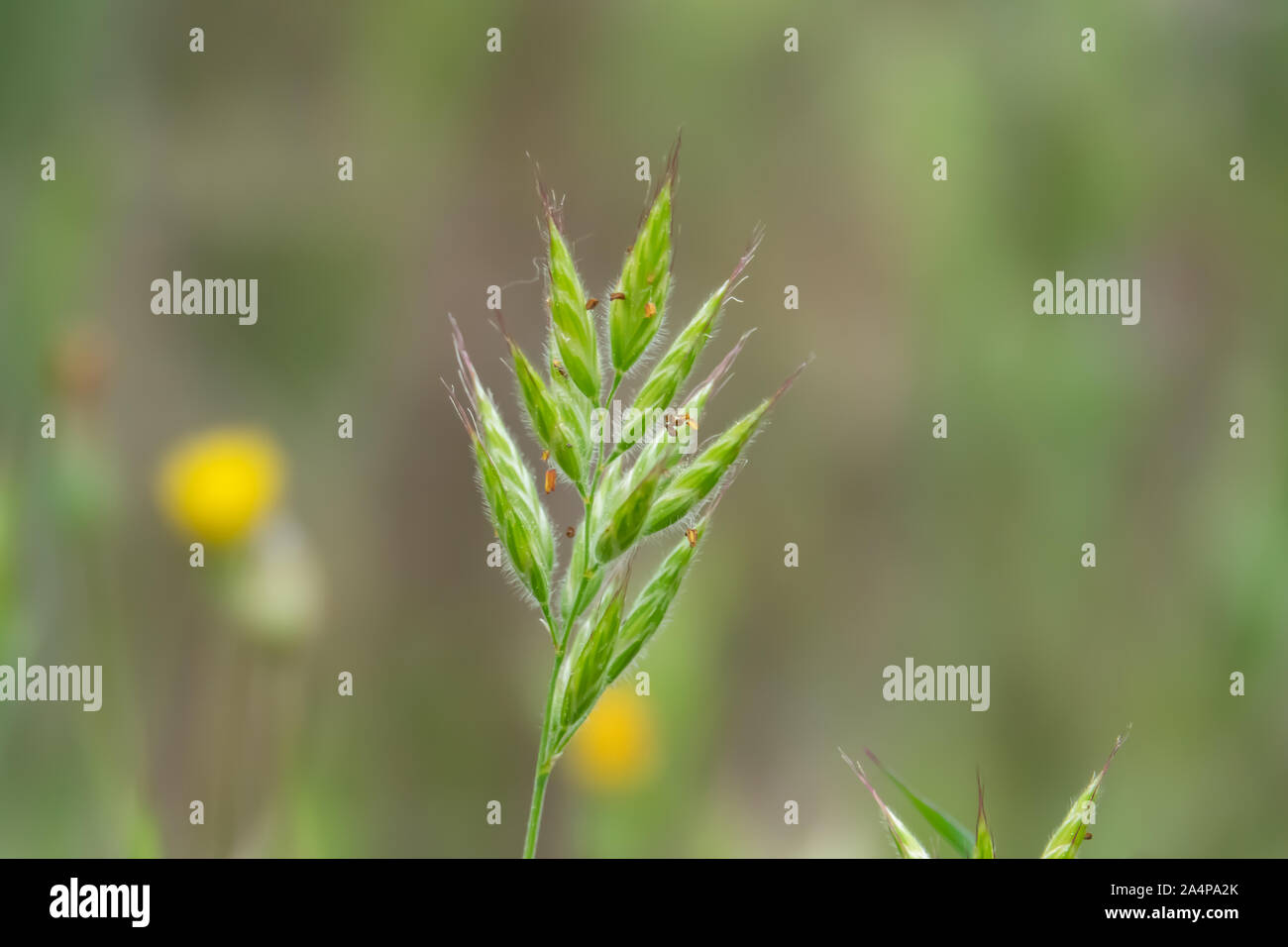 Meadow brome hi-res stock photography and images - Alamy