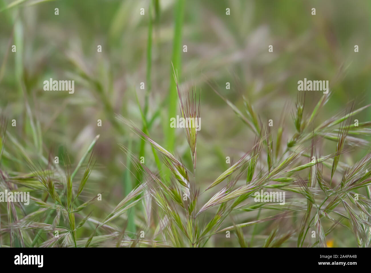 Wild Brome Inflorescence in Springtime Stock Photo - Alamy