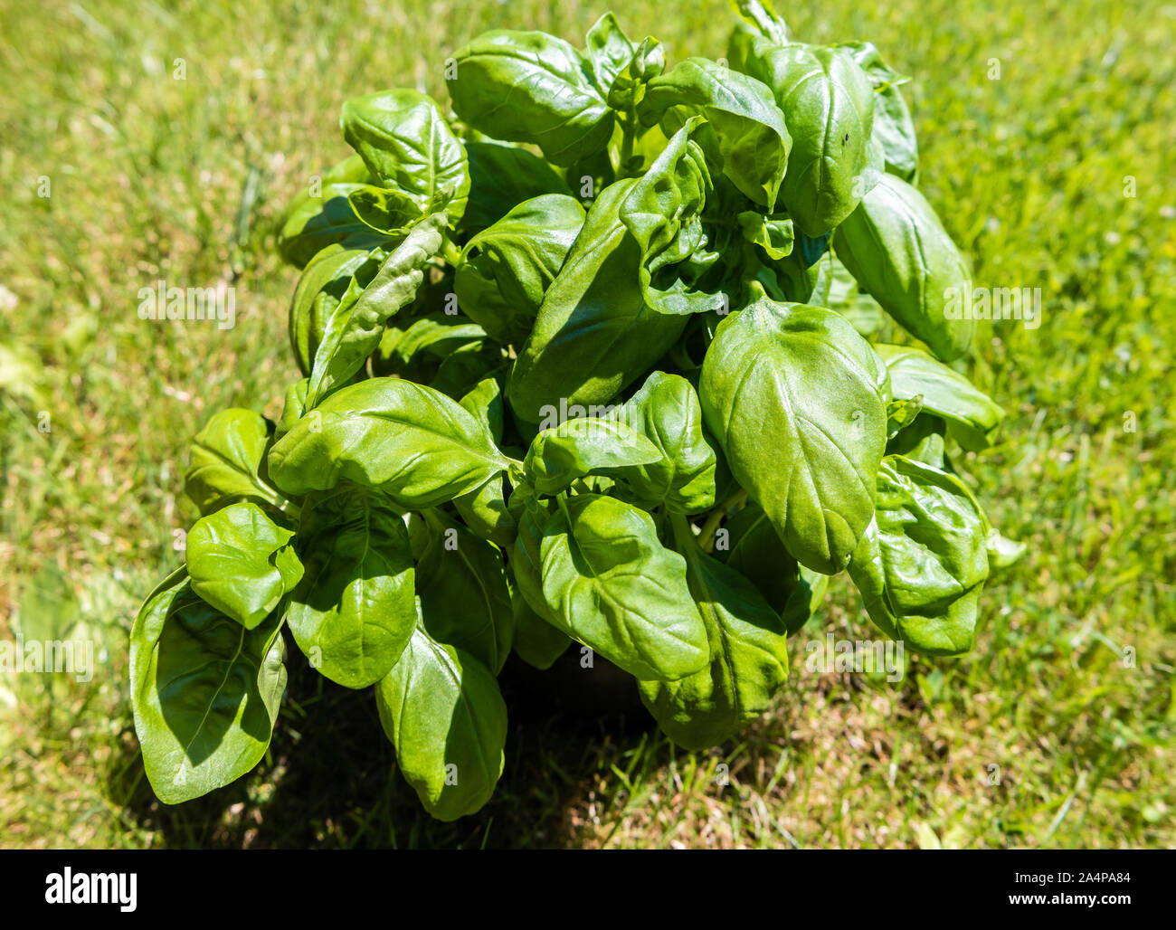 fresh basil plant Stock Photo - Alamy