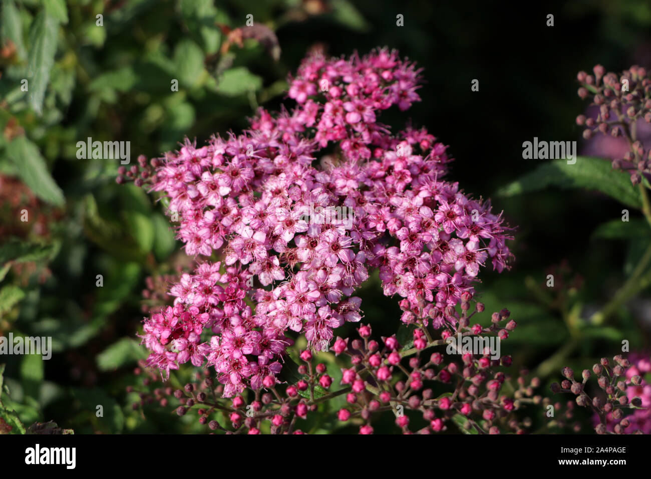 Pinky flowers on a bush Stock Photo - Alamy