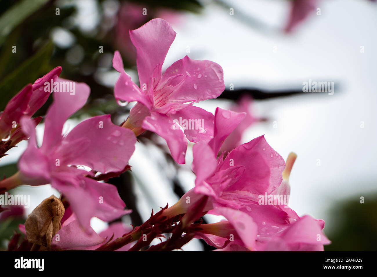Nerium Oleander Bush Stock Photo - Alamy