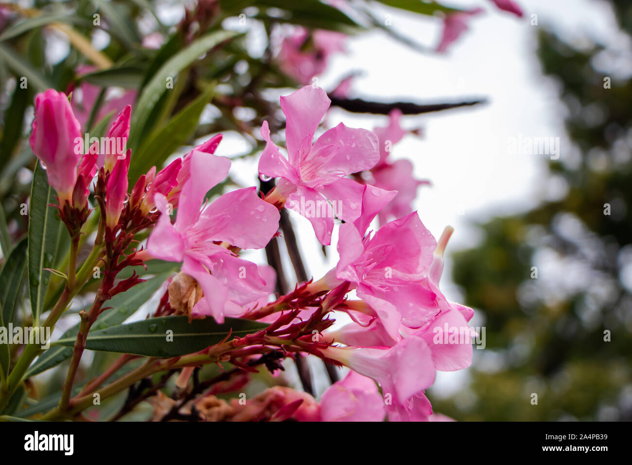 Nerium Oleander Bush Stock Photo - Alamy
