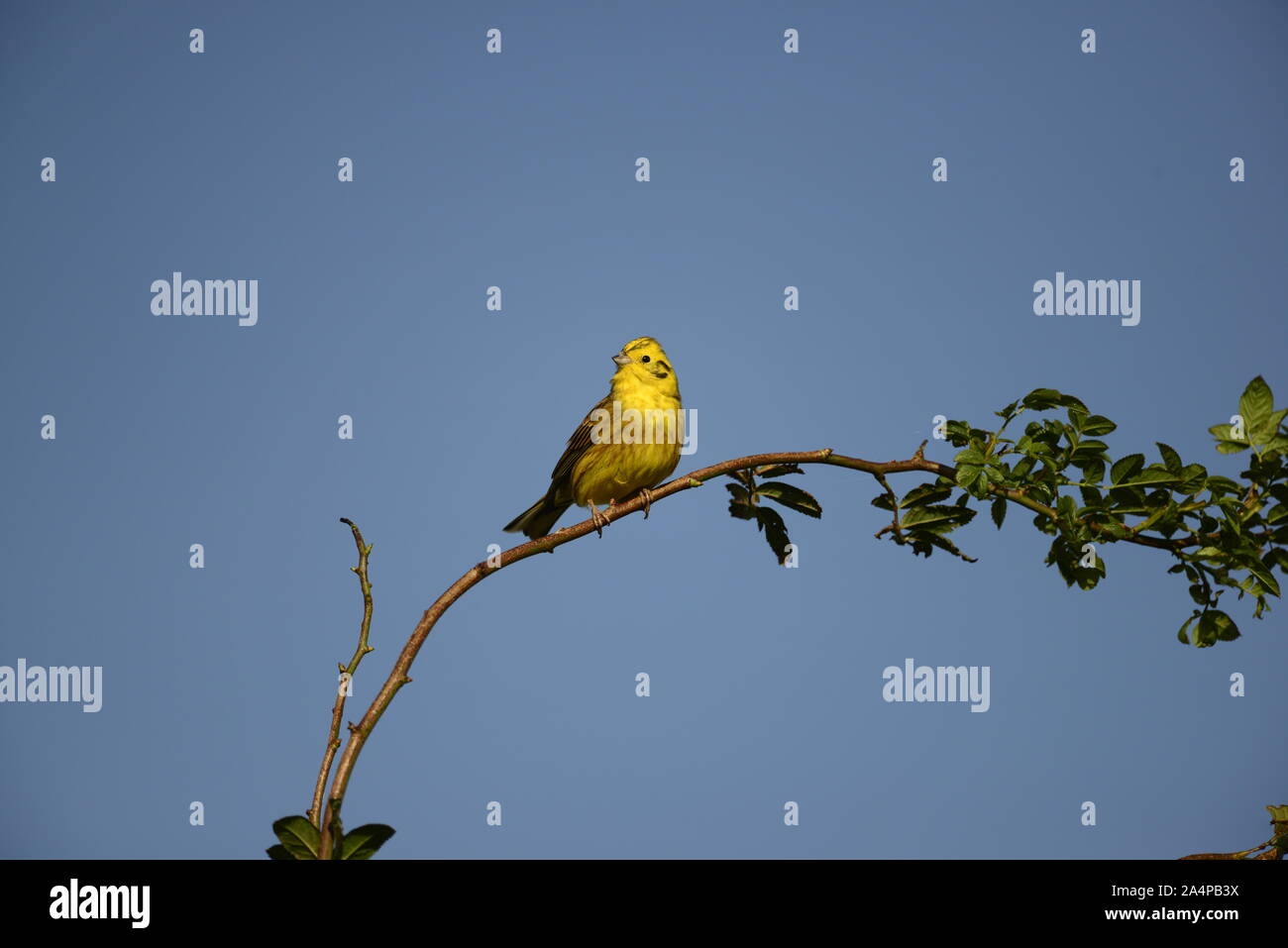 Yellowhammer bunting hi-res stock photography and images - Alamy