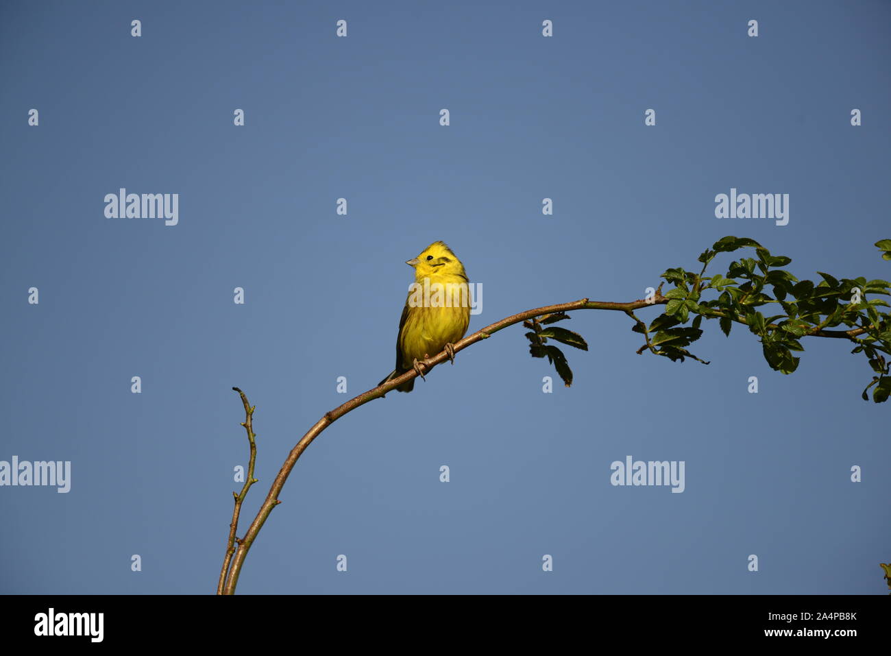 Yellow bird singing hi-res stock photography and images - Alamy