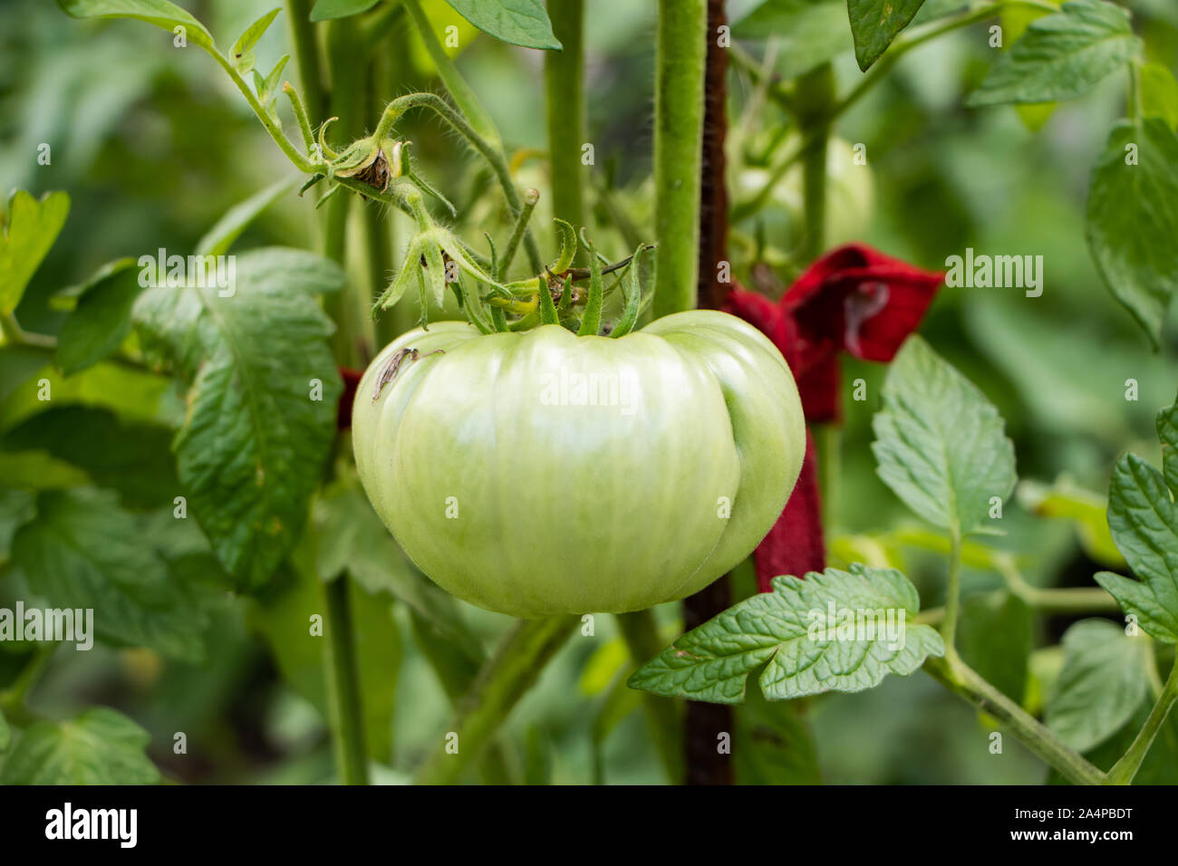 Tomato (Solanum lycopersicum) plant Stock Photo - Alamy