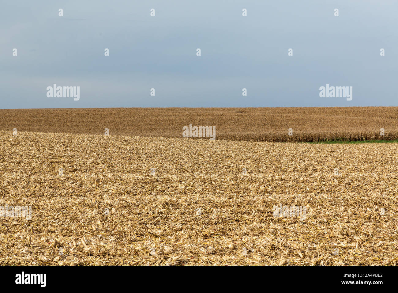 Iowa corn fields hi-res stock photography and images - Alamy
