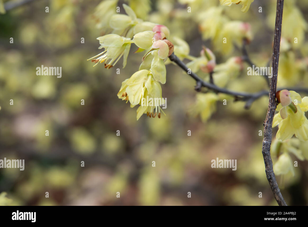 Buttercup Witch Hazel Flowers in Bloom in Winter Stock Photo - Alamy