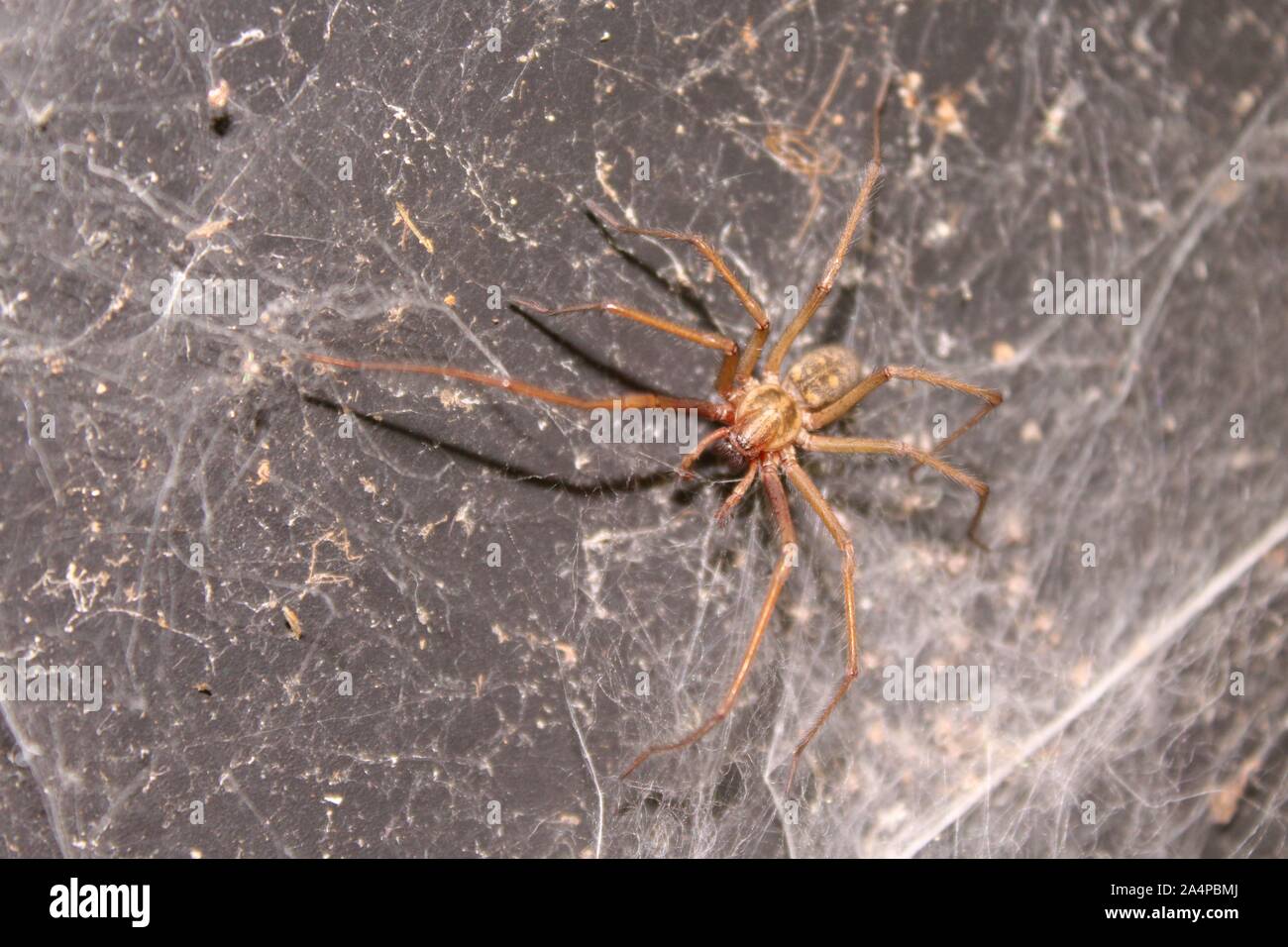 The dust spider in the garden Stock Photo - Alamy
