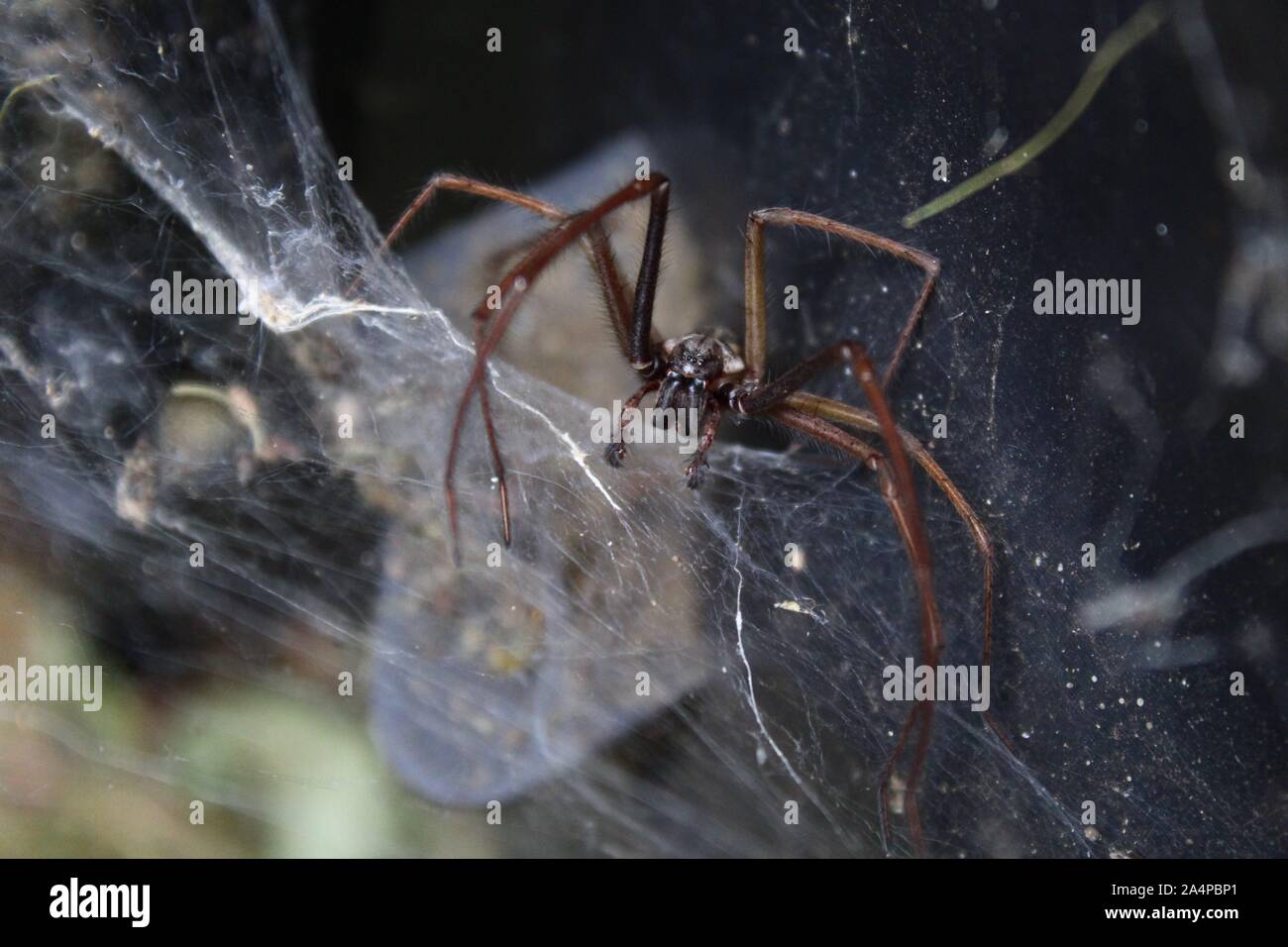 The picture shows a dust spider in the garden Stock Photo - Alamy