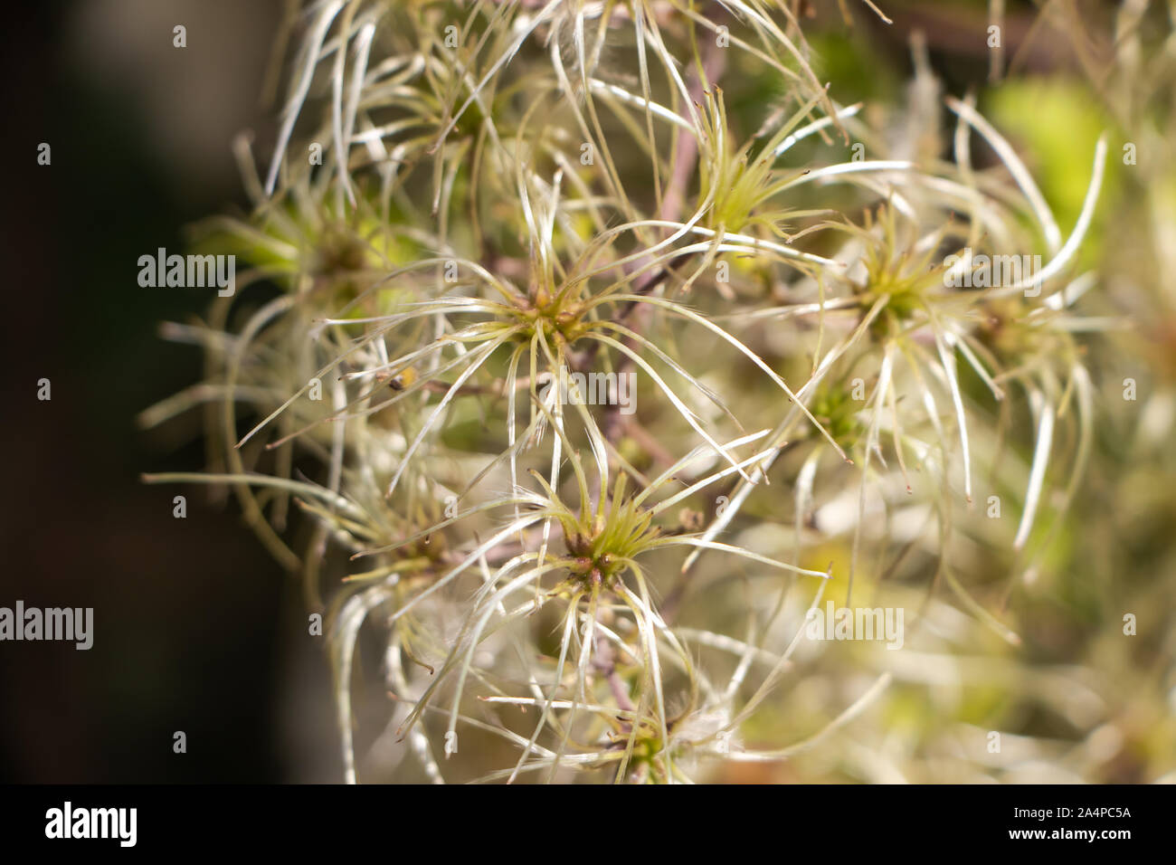 Beautiful hairy flower Stock Photo - Alamy