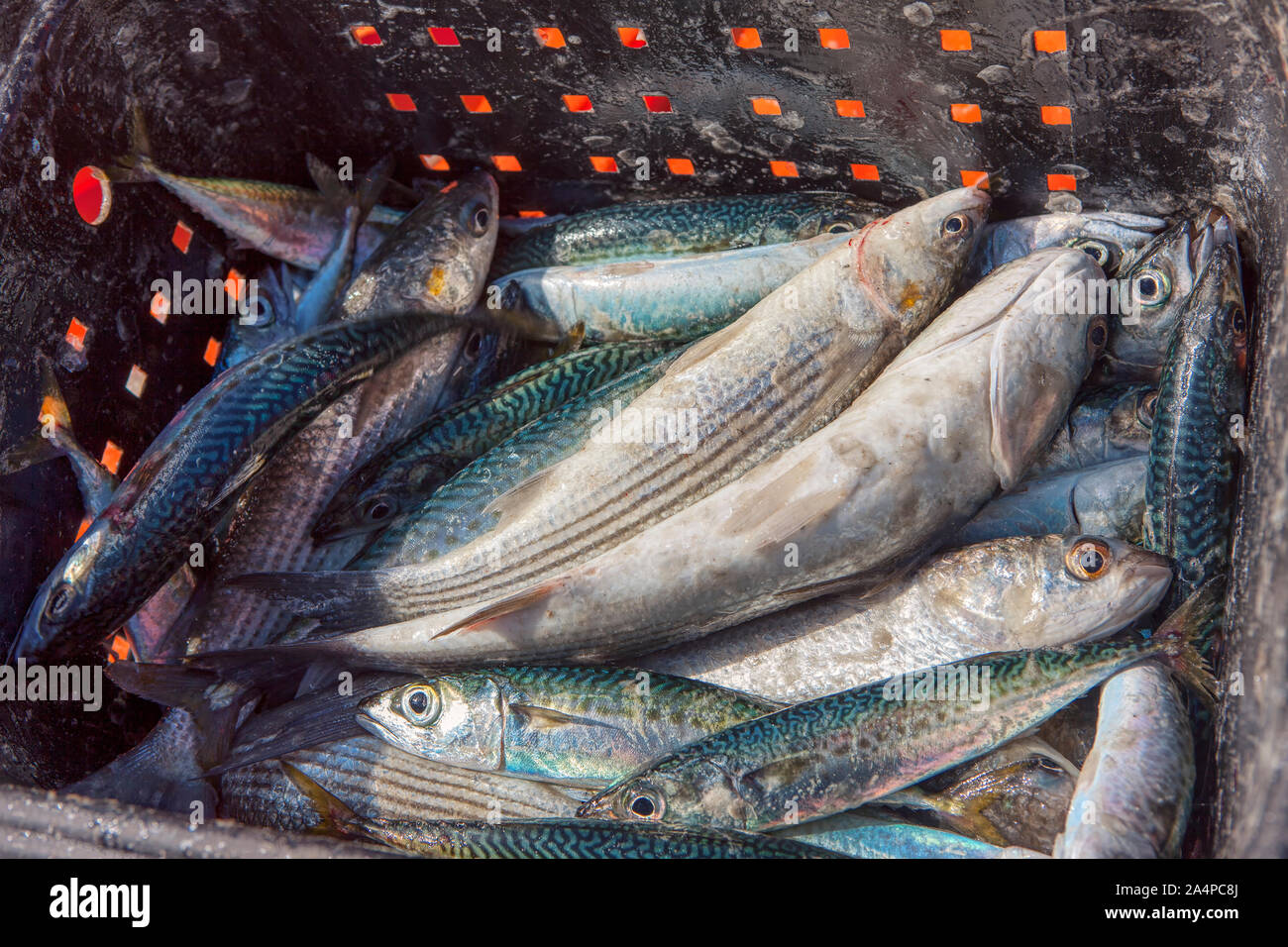 Fresh Atlantic catch fish in the basket Stock Photo - Alamy