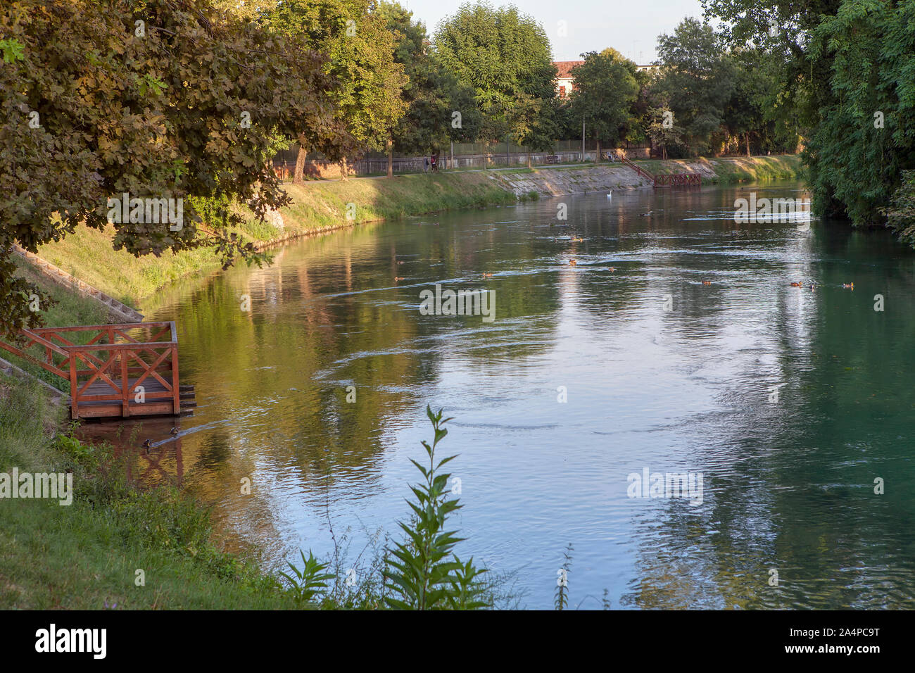 nature of Sile river in Treviso , Italy Stock Photo - Alamy