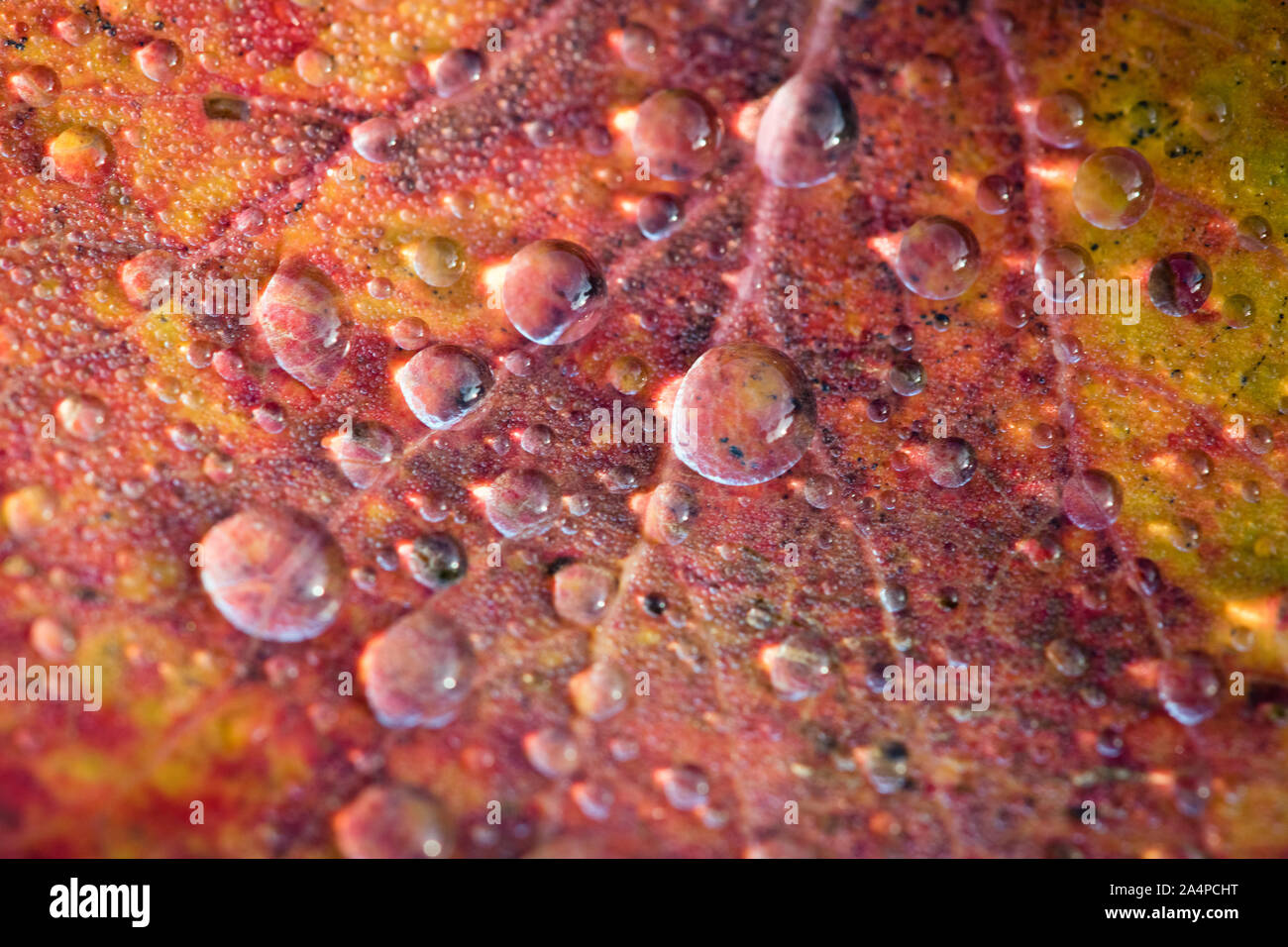 Autumn dew nature leaves hi-res stock photography and images - Alamy