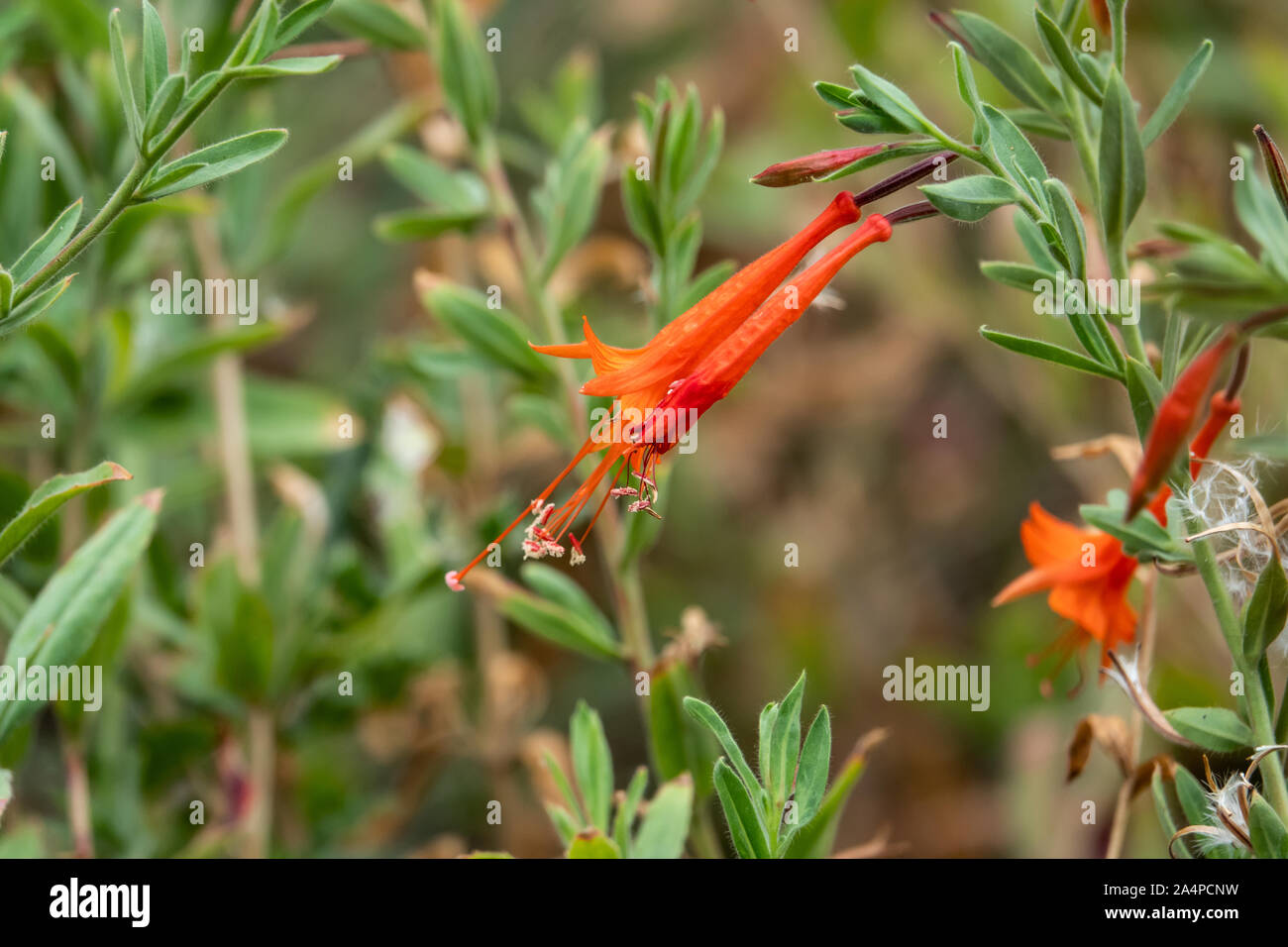 California fuchsia hi-res stock photography and images - Alamy
