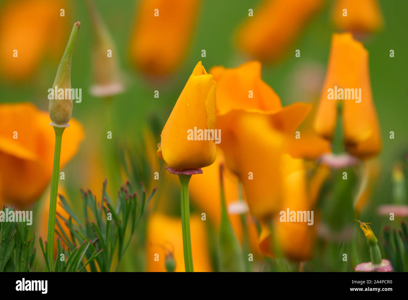 California poppy flower closeup hi-res stock photography and images - Alamy
