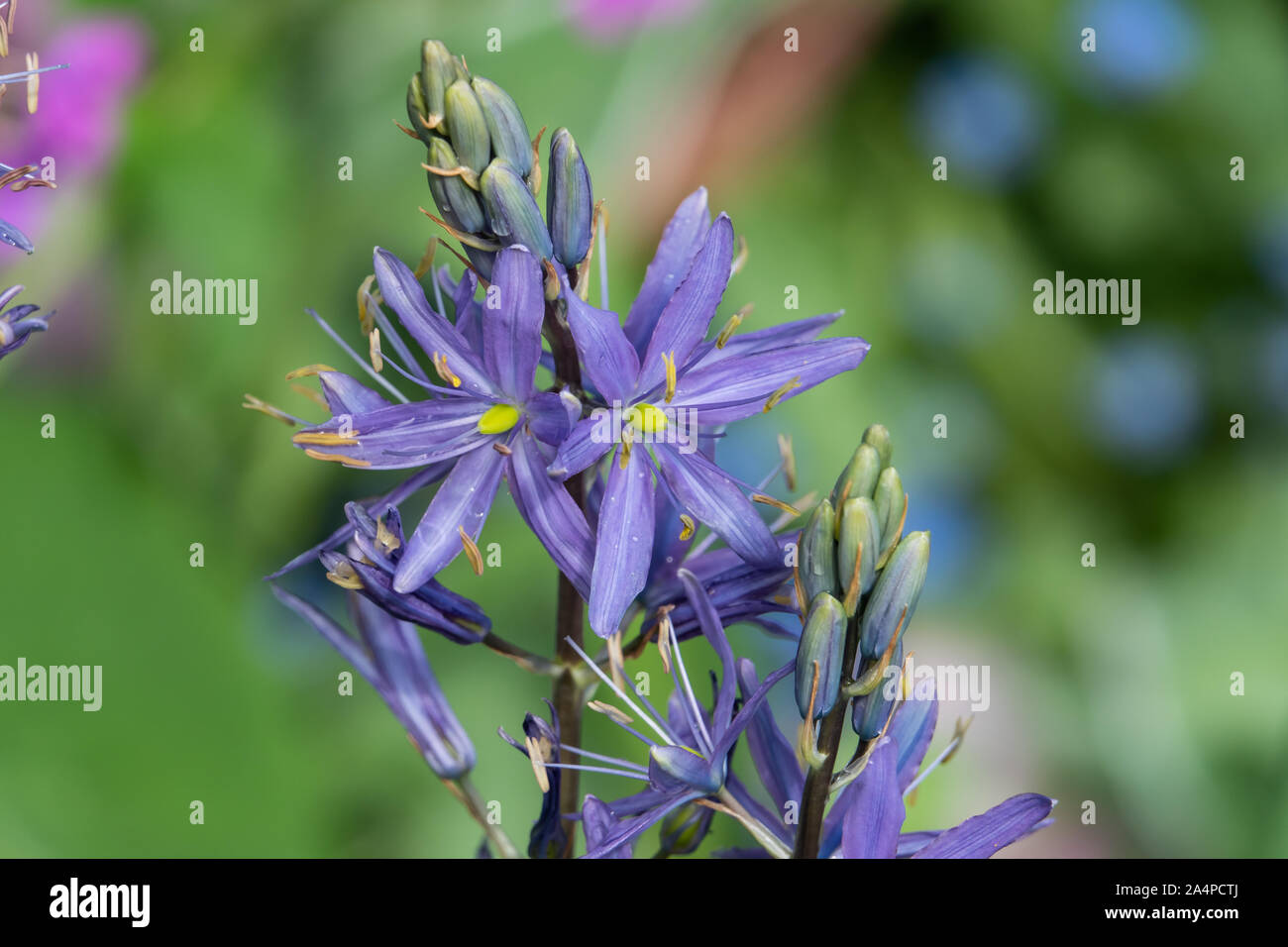 White camassia hi-res stock photography and images - Alamy
