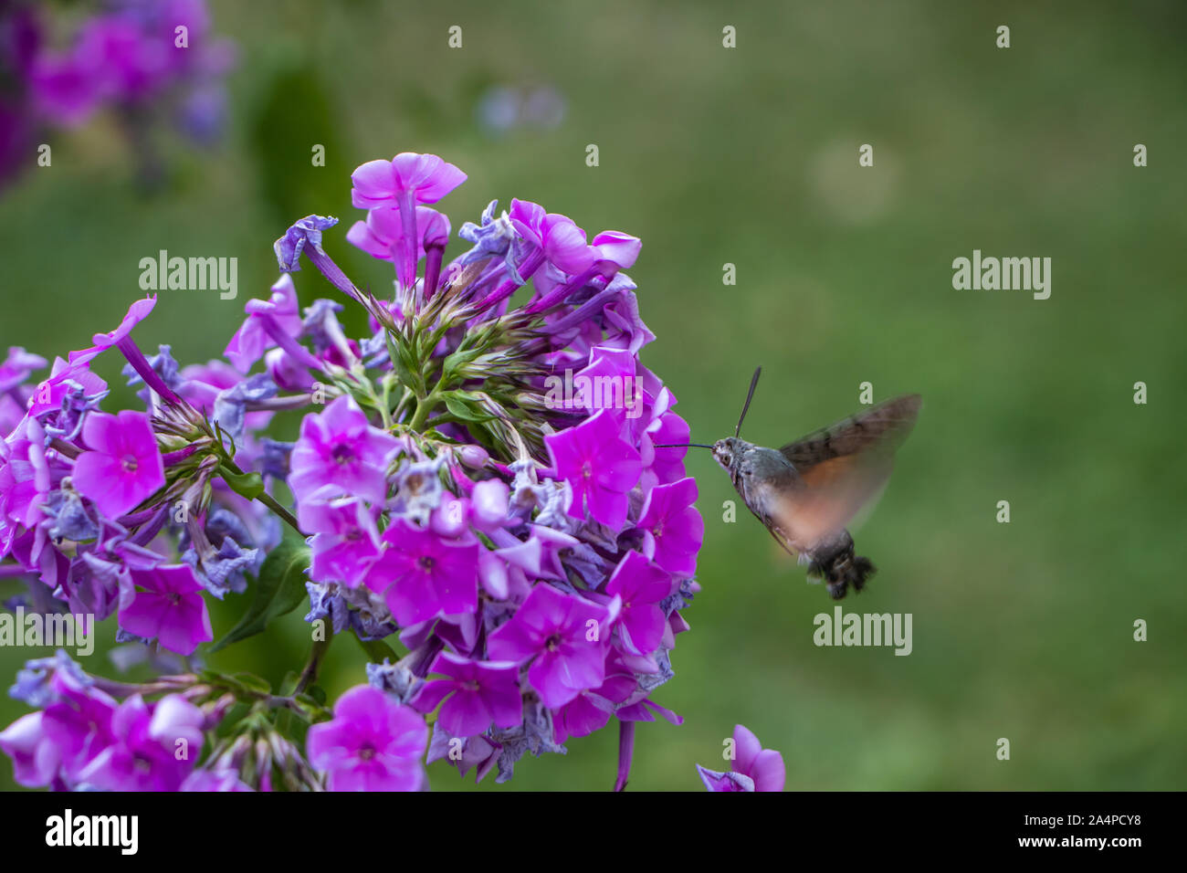 Purple plant with bug hi-res stock photography and images - Alamy