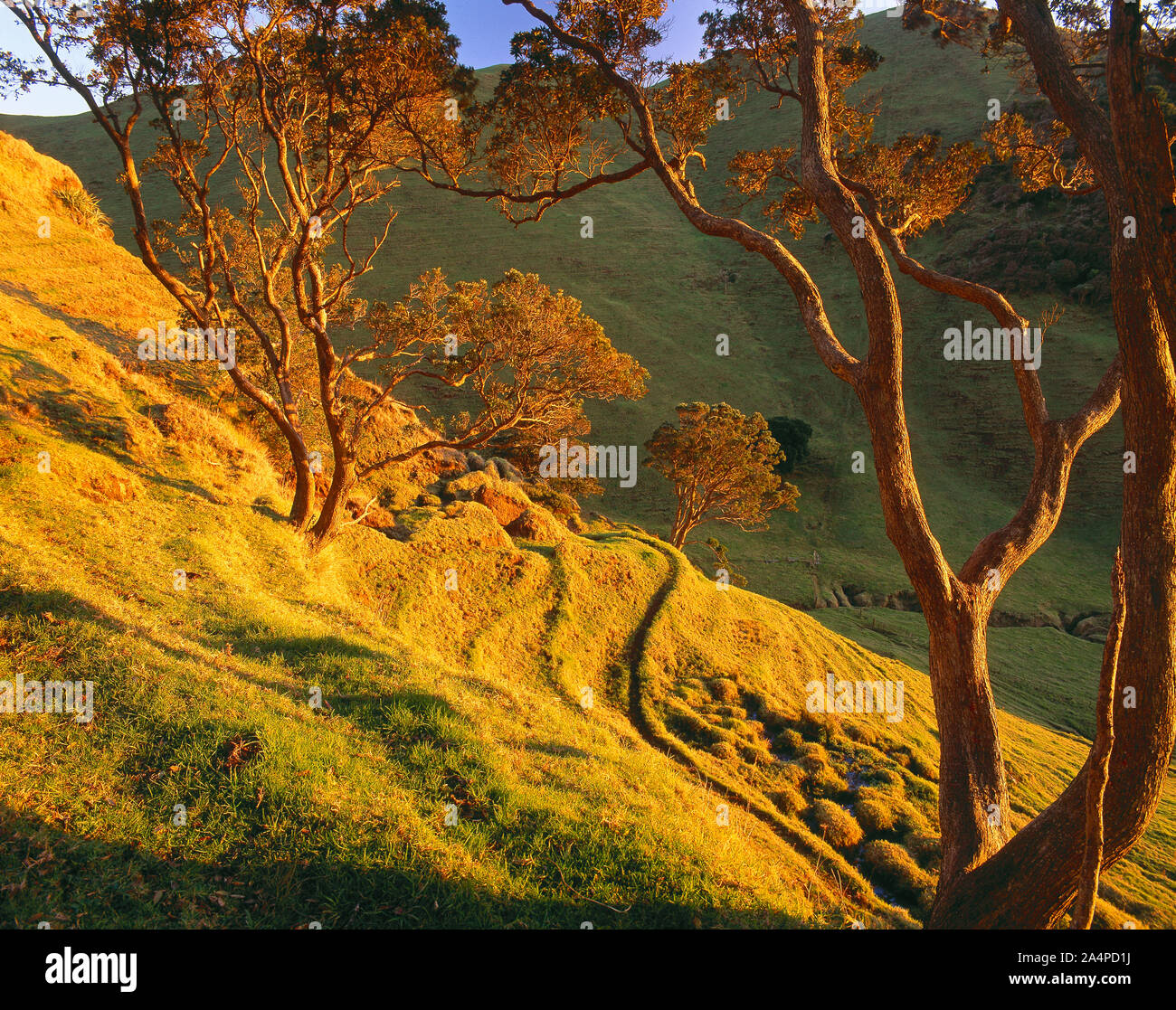 New Zealand. Manukau Heads. Steep sloping grassland valley with trees ...