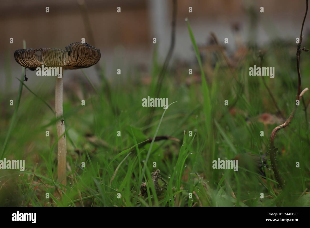 Fascinating Fungi High Resolution Stock Photography and Images - Alamy