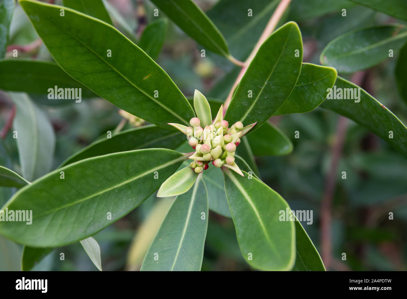 Canelo plant hi-res stock photography and images - Alamy