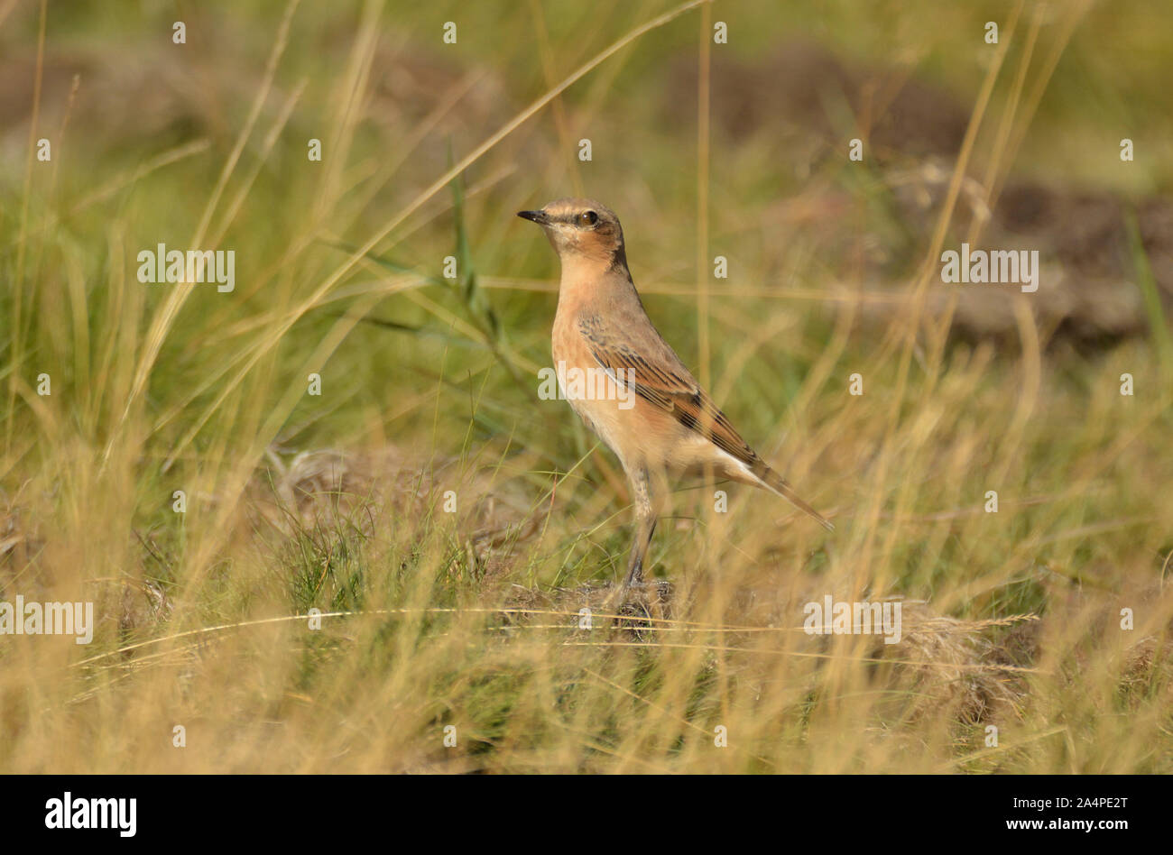Uk wheatear hi-res stock photography and images - Alamy
