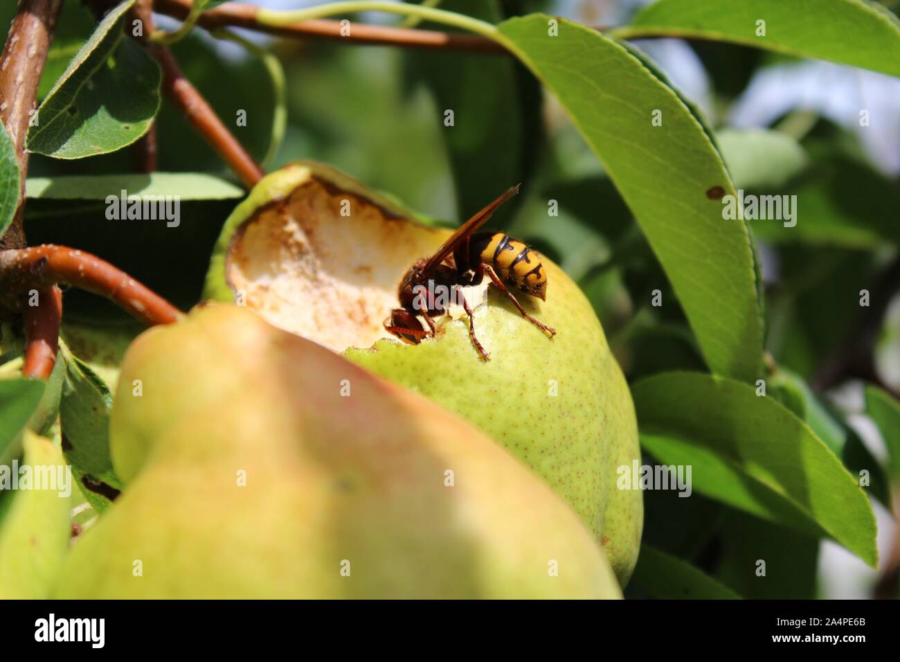 The picture shows a hornet on a pear Stock Photo - Alamy