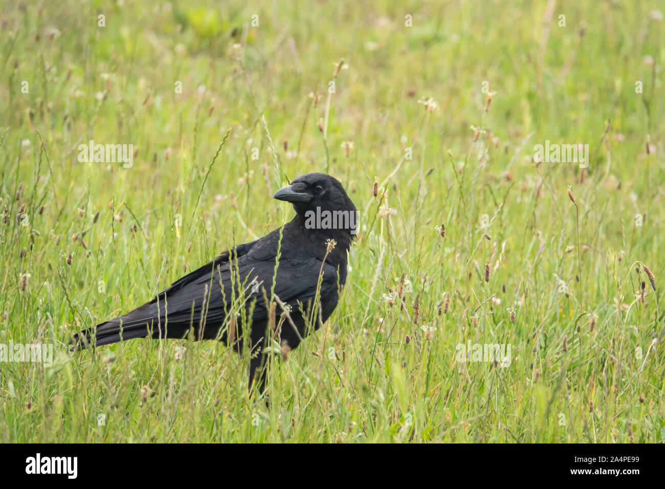 Natural carrion crow bird hi-res stock photography and images - Alamy