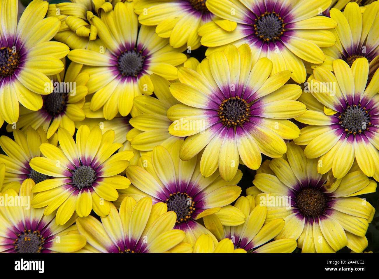 Yellow African daisy, or osteospermum, in full bloom Stock Photo - Alamy