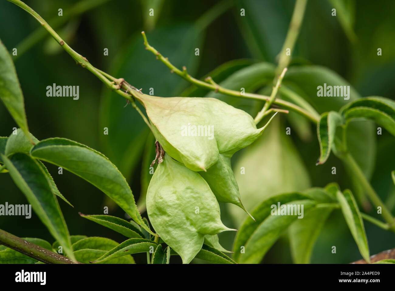 Caucasian Bladdernut Fruits in Springtime Stock Photo - Alamy