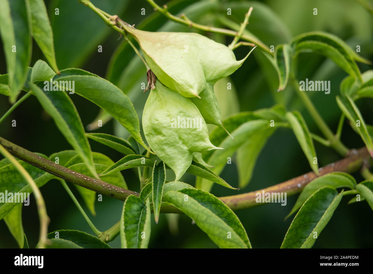 Bladdernut tree hi-res stock photography and images - Alamy
