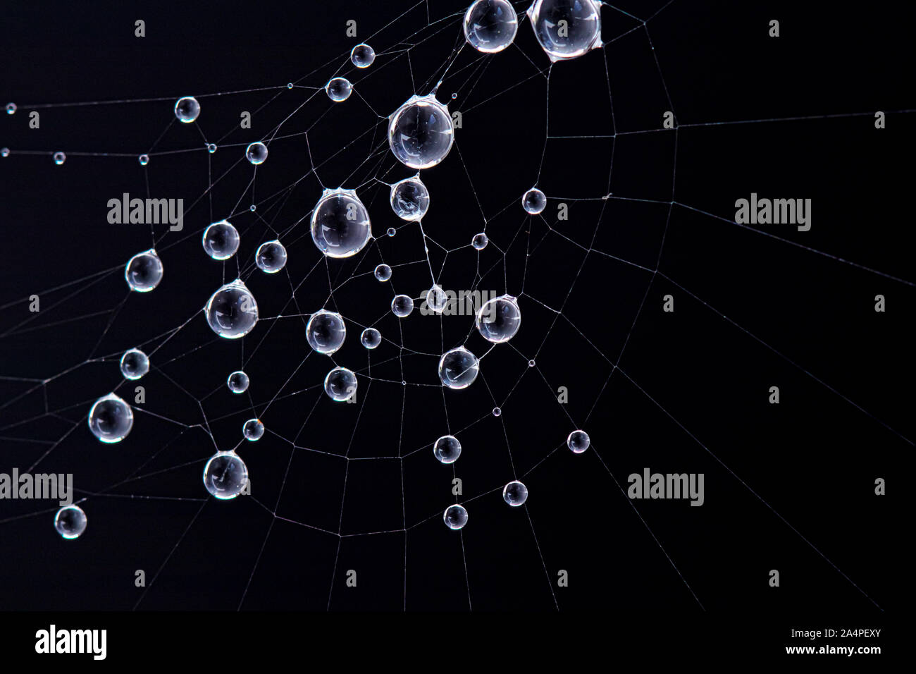 Spider web with condensation hi-res stock photography and images - Alamy