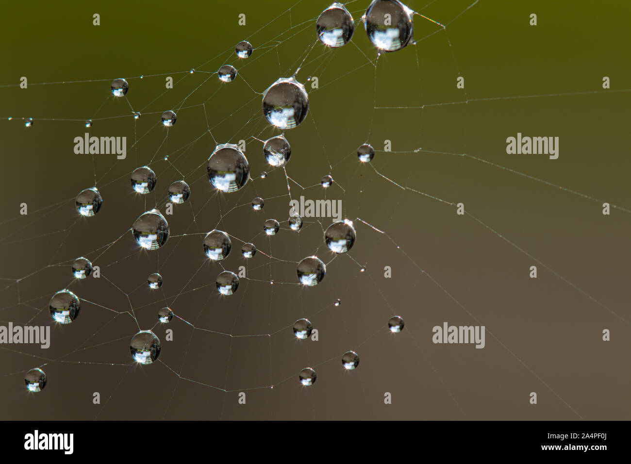 Spider Web with water dropplets. Photo taken early morning during ...