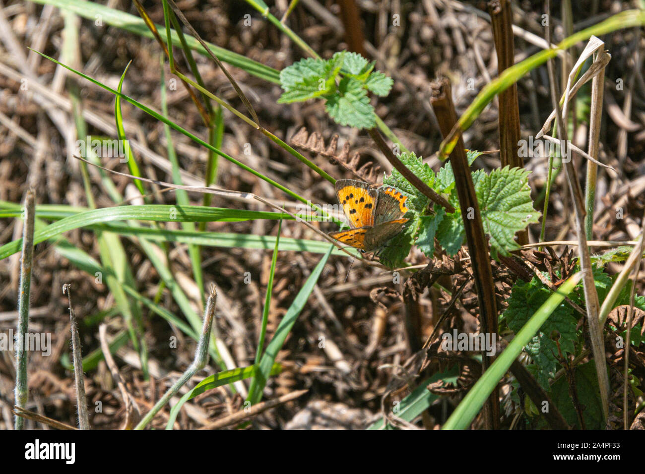 American copper butterfly hi-res stock photography and images - Alamy