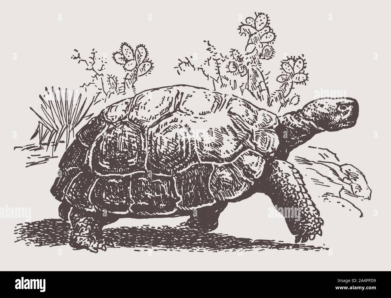 Giant tortoise cactus Stock Vector Images - Alamy