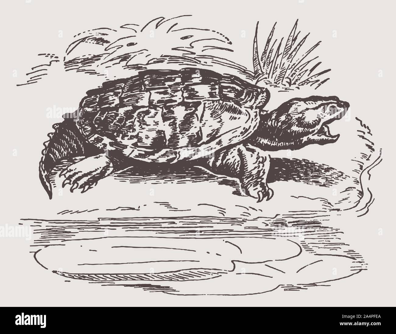 Snapping Turtle Clip Art