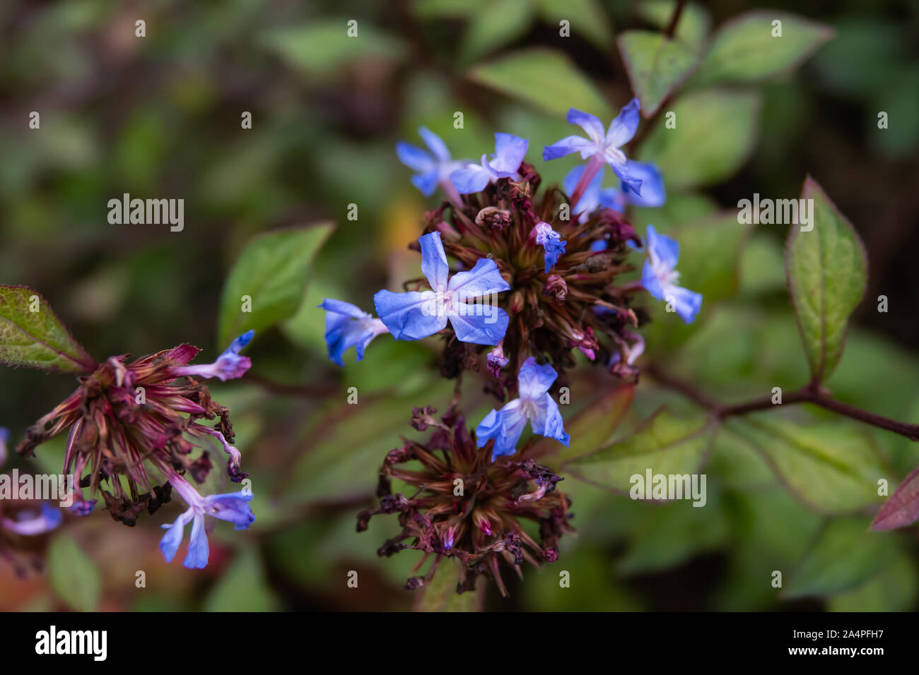 Chinese Plumbago Flowers in Bloom Stock Photo - Alamy