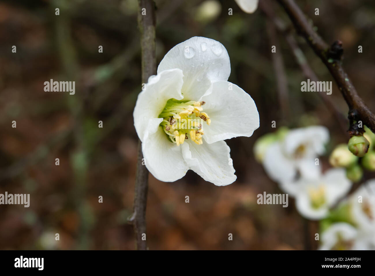Chinese Quince Flowers in Bloom in Winter Stock Photo - Alamy