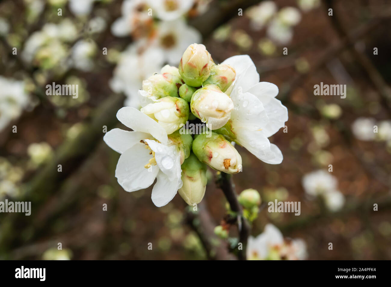 Chinese Quince Flowers in Bloom in Winter Stock Photo - Alamy