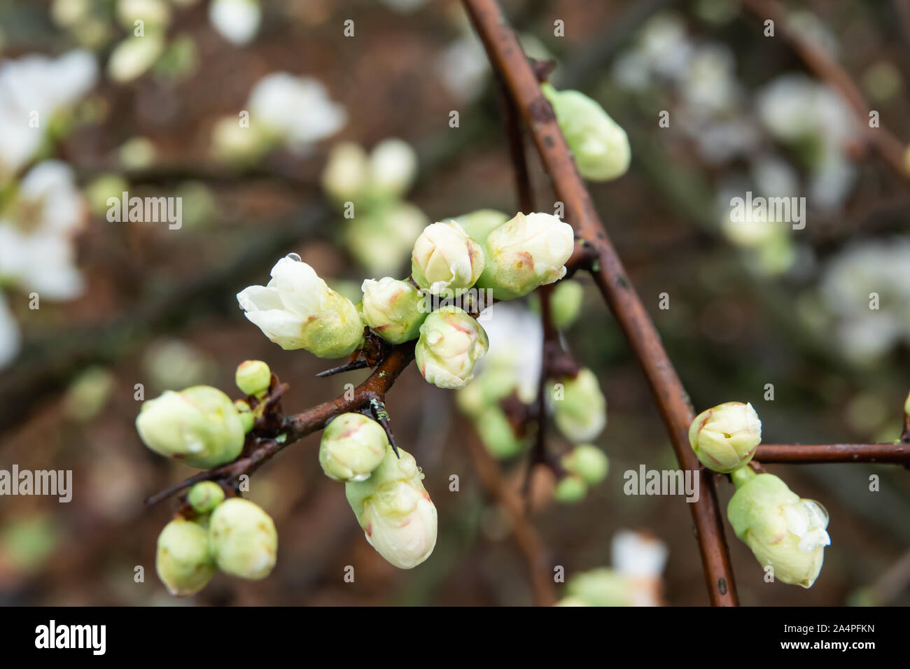 Chinese Quince Flowers in Bloom in Winter Stock Photo - Alamy