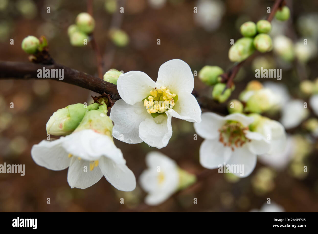 Chinese Quince Flowers in Bloom in Winter Stock Photo - Alamy
